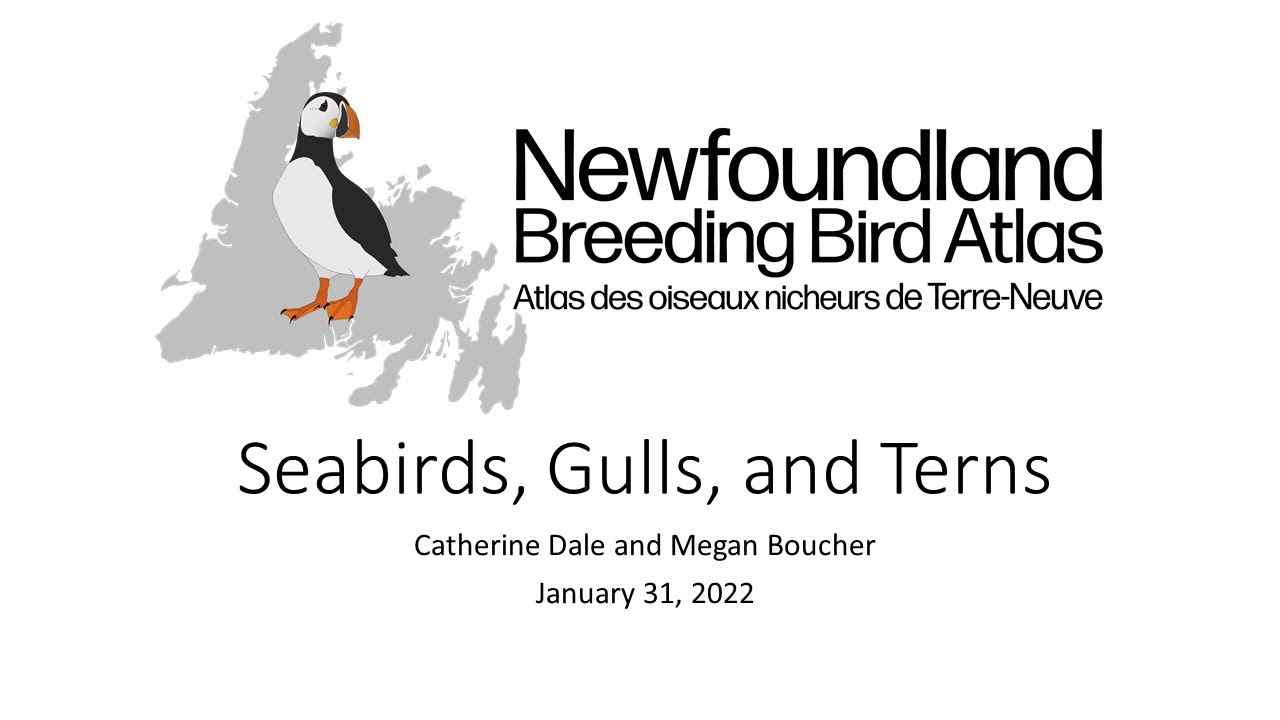 Seabirds, Gulls, and Terns