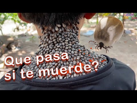 ¿Qué pasa si te muerde una GARRAPATA? #GatiCuriosos