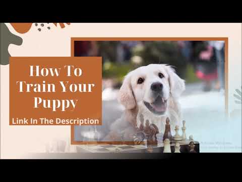 brain training for dogs download adrienne farricelli top brain training for dogs tecniques