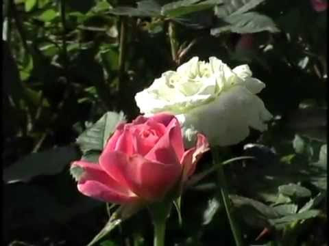SIGNIFICADO DAS FLORES
