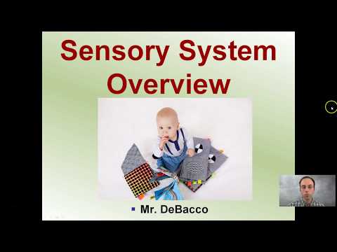 Sensory System Overview