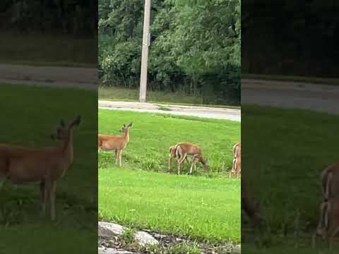 Deer SH #202