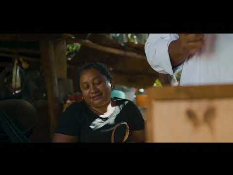 Xunankab bee honey (Melipona Beecheii) Slow Food Presidia Yucatan, Mexico
