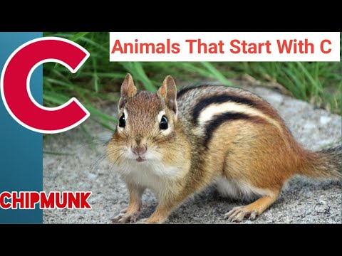 Animals That Start With The Letter C | Animals Starting with C | Animals that begin with C
