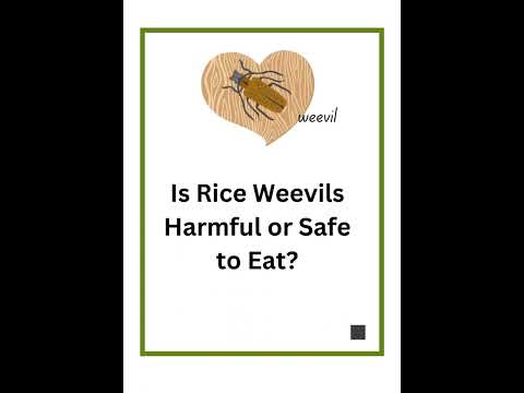 Is Rice Weevils Harmful or Safe to Eat?