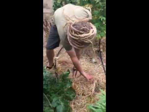 Green Source Garden Tour w/ Nicholas Mahmood