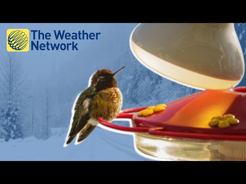 Seeing hummingbirds this season? Keep your feeders out!