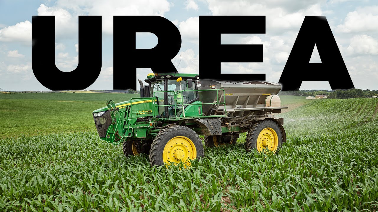 Spreading Urea on Corn