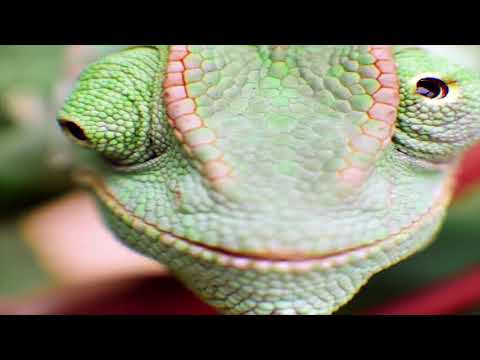 Designing Unique Anatomical Traits