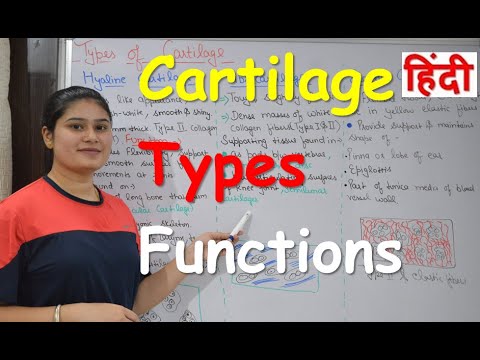 What is Cartilage in Hindi | Types | Functions | RajNEET Medical Education