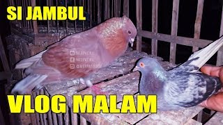 bagusfuzziblog: Merpati Jambul Yang Bagus