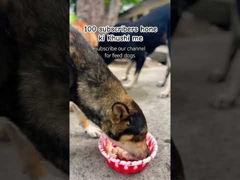 Feed for dogs ❤️ #cute #animals #shorts #shortsviral #trending #new #viralvideo #viralshort