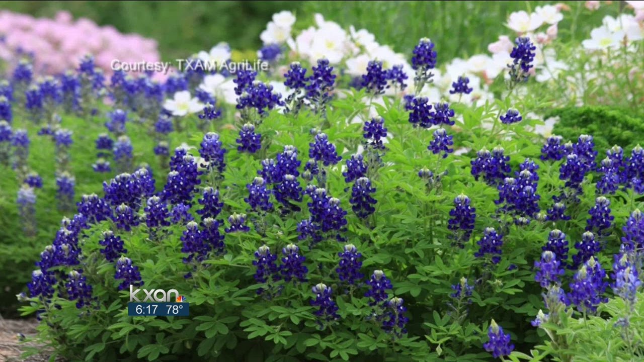 Spring could bring a deeper blue bluebonnet