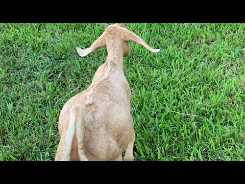 Bloated goats AGAIN!!!