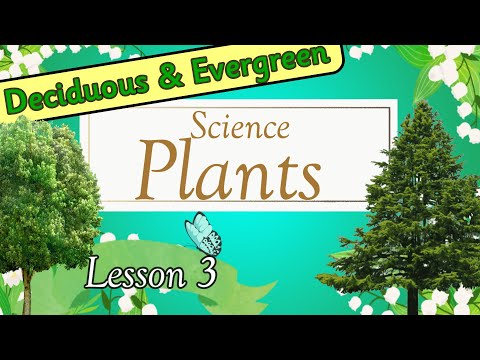 SCIENCE: Plants | DECIDUOUS and EVERGREEN Trees | Miss Ellis 🌿 #treesforkids #plants