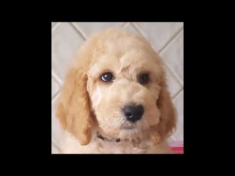 Charlie as a Puppy No Swearing hes to young