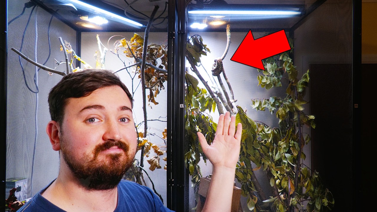 Spotted Python Setup!