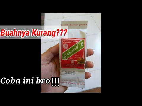 Pupuk Perangsang Bunga dan Buah TERBAIK MURAH MERIAH|| GANDASIL B 2020 || REVIEW DAN CARA APLIKASI |