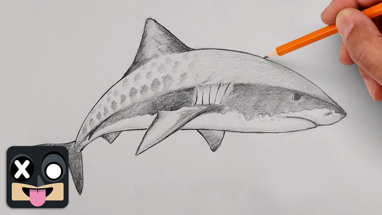Cómo dibujar un tiburón tigre | Lección de arte paso a paso para principiantes