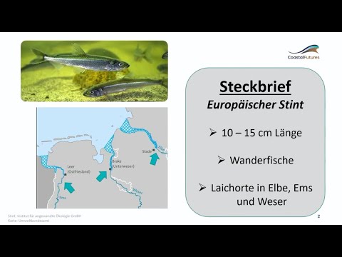 Berlin Science Week 2022 - Wo ist der Stint?: Auswirkungen des Klimawandels auf lokale Fischbestände