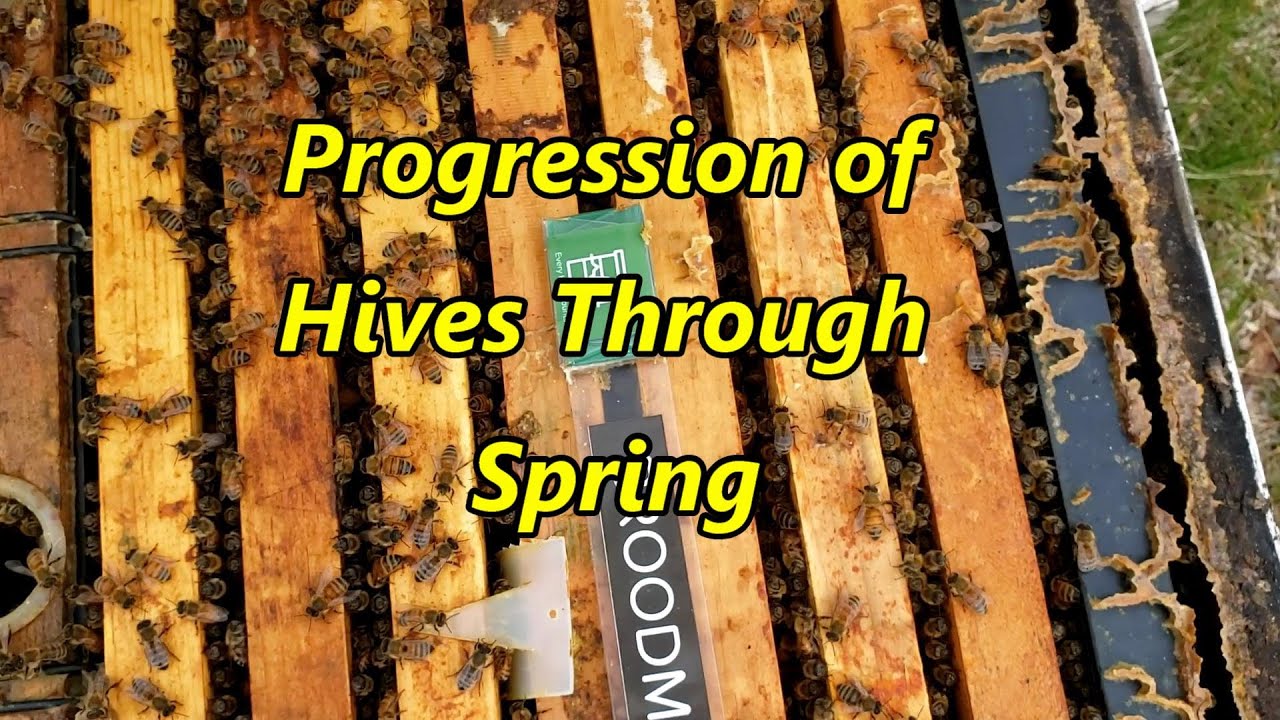 Progression of a Hive Through Spring