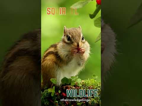 Name 3 Animal That Start With Letter S #animals