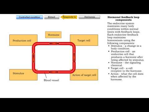 Hormonal feedback loop components