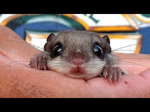 Flying Squirrel:3 Amazing Facts