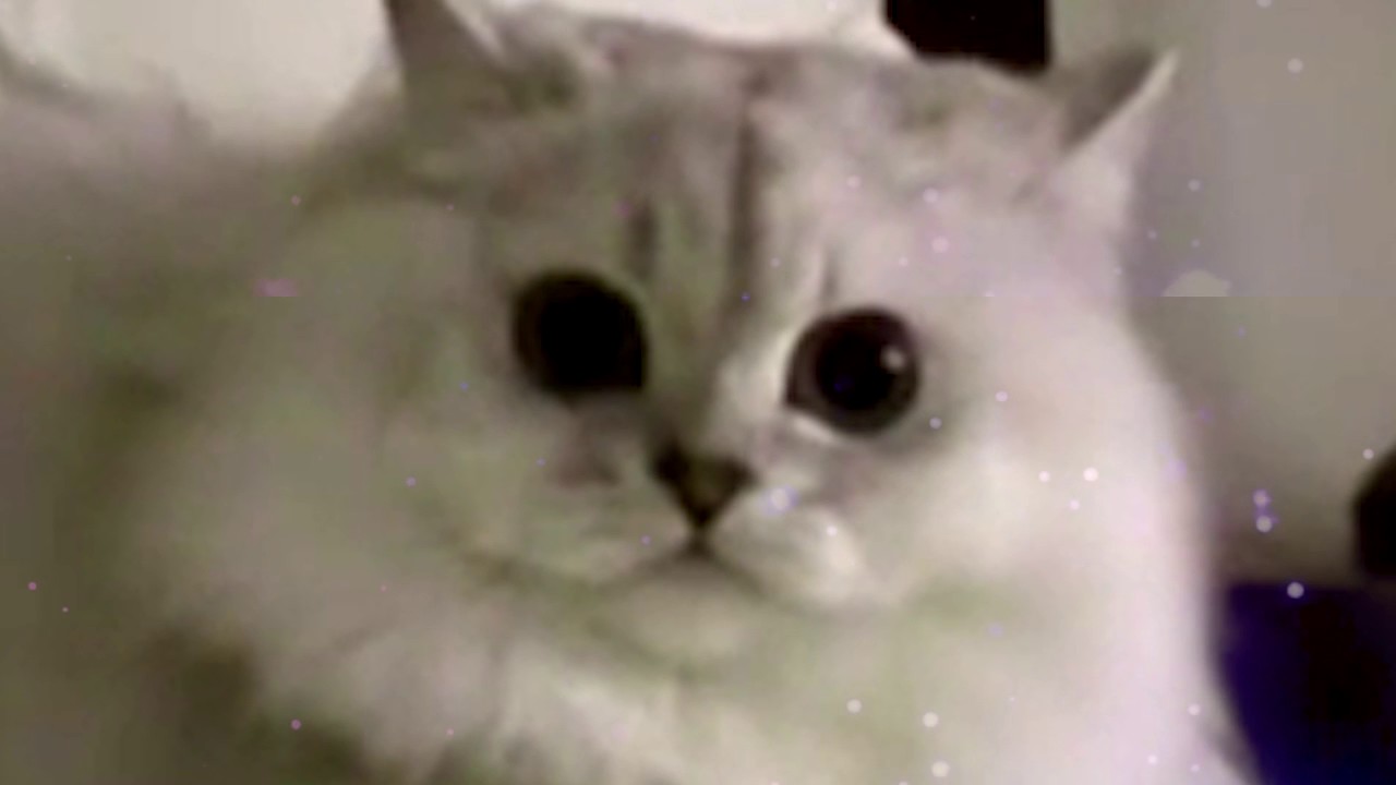 Cat Transcendence - Experience Tranquility