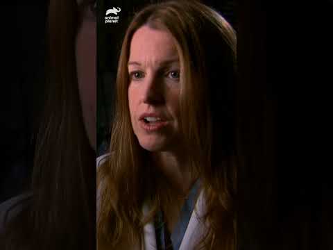 A man is infected with an African parasitic worm called Loa loa | Monsters Inside Me | Animal Planet