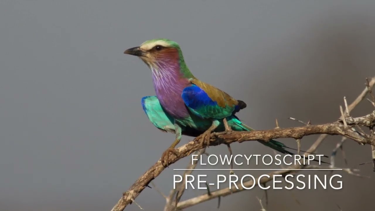 03 flowcytoscript pre processing in FlowJo