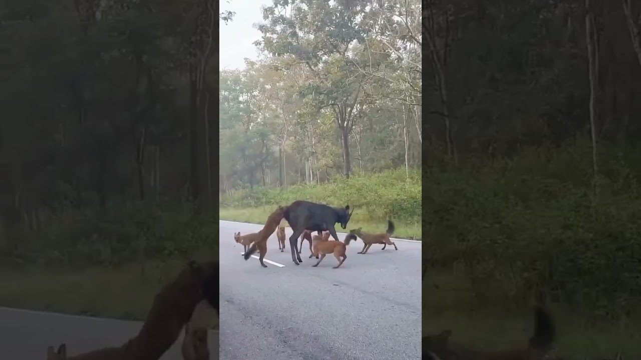 Dholes Are Asia's Version of African Wild Dogs