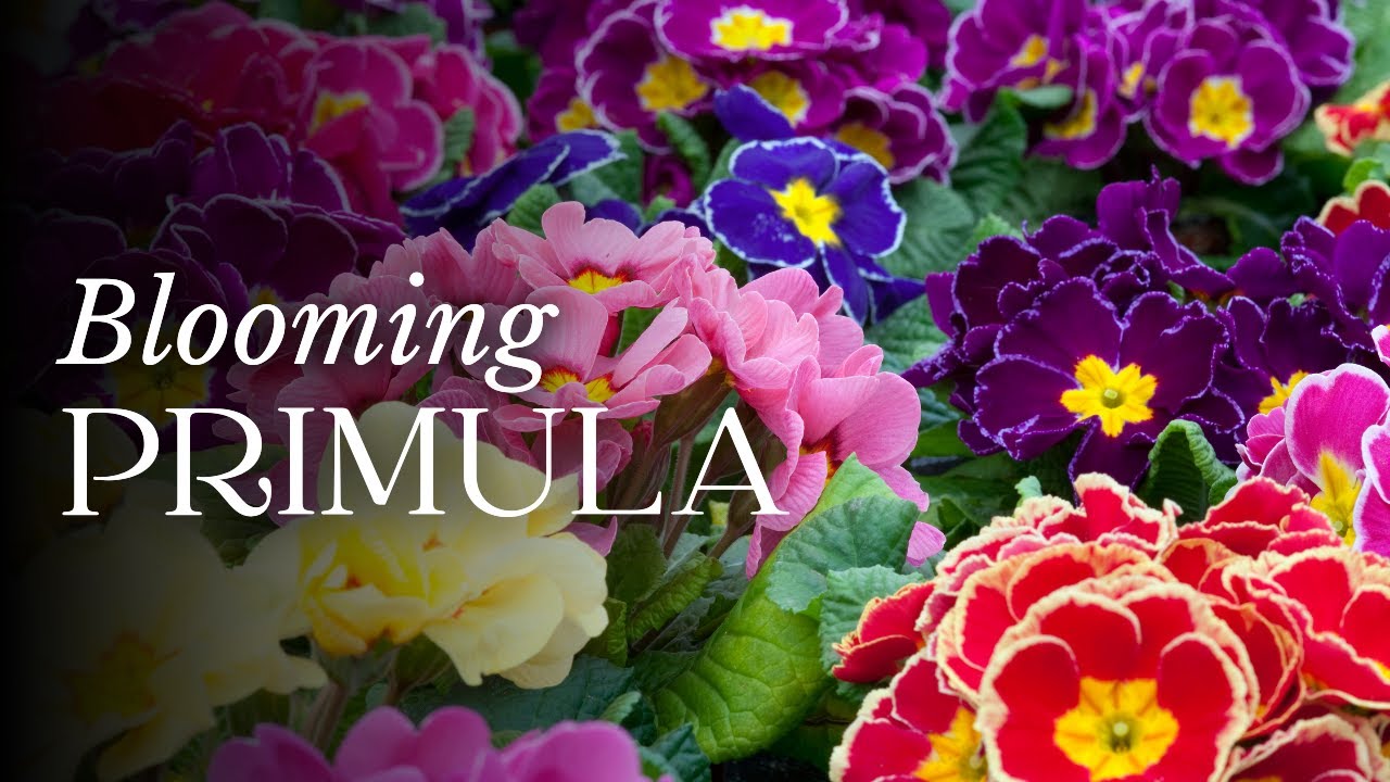TIME LAPSE Primula Flower Blooming