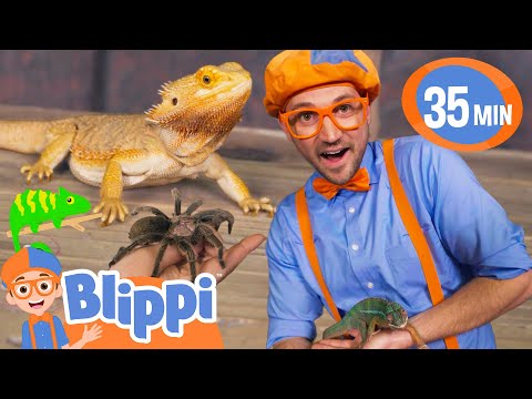 Blippi Learns All About Reptiles! | BEST OF BLIPPI TOYS | Educational Videos for Kids