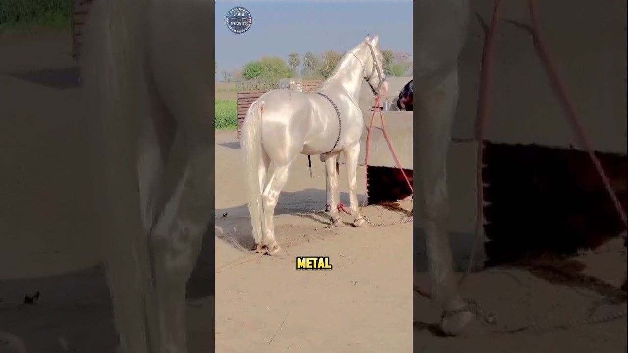 😱The most beautiful and expensive horse in the world 🌎 Akhal - Teke of Turkmenistan 😍 #animal #sh...
