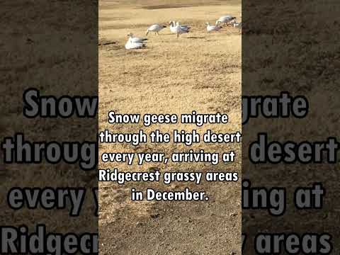 Snow geese ❄ Snow goose migration ❄ Snow Goose Spirit Animal
