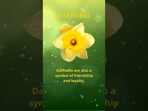 Daffodil March Birth Month Symbolic Meaning are atso a symbol af friendship and loyalty💛Click link