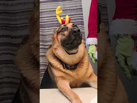 Mr Grinch and max