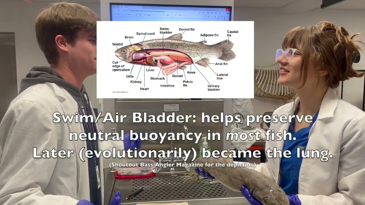 Anatomy Facts: Dogfish Shark