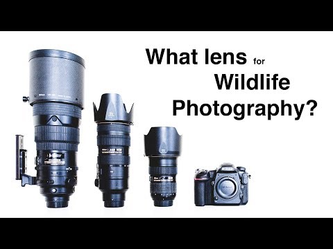 What lens for wildlife photography?