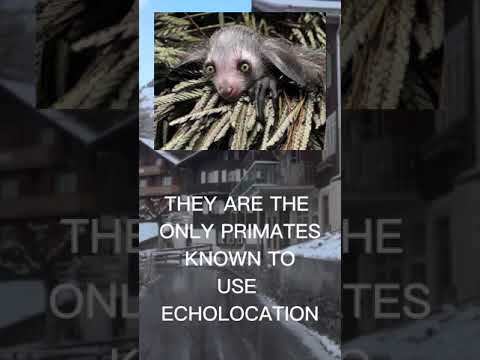 The Unusual World of the Aye-Aye