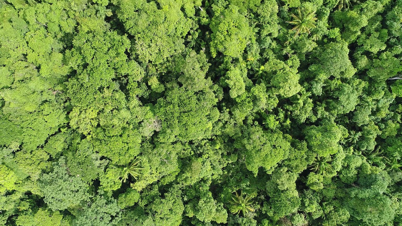 Mapping rainforest trees with a drone
