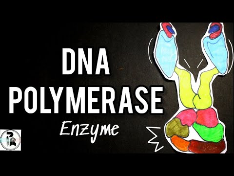 DNA Polymerase Enzyme @paperpenbiology |DNA Pol 1 & 3 function in DNA Replication