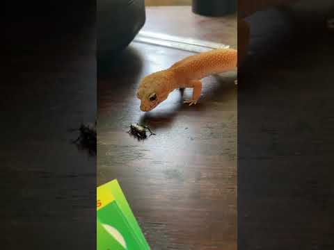 Cute Gecko Eats Cricket