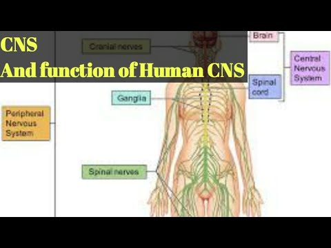 What is Nervous system in Urdu Central and Peripheral Nervous System .Health Slash