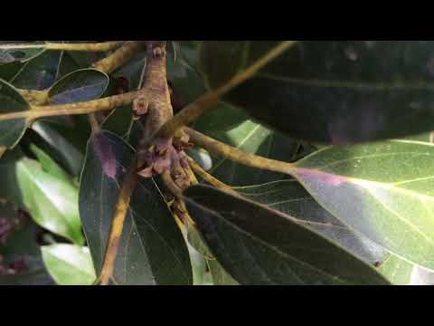 How to Find and Prepare Avocado Scion Wood for Grafting