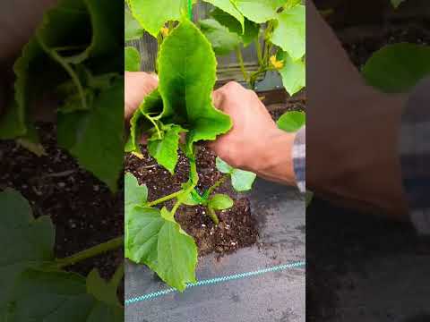 How to tie cucumber plants on a string trellis growing vertically! #shorts