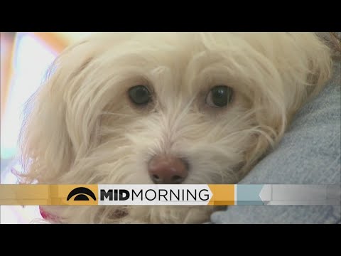What Do Those Sad Puppy Dog Eyes Really Mean?