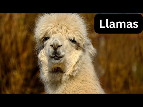 "Llama Facts You Didn't Know" |The Unique World