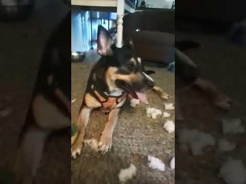 Naughty Lola's New Toy 😲